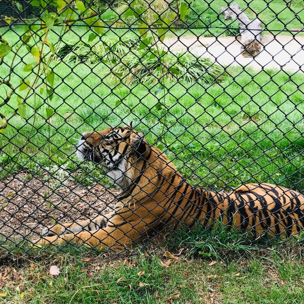 Photos at Howletts Wild Animal Park - 9 tips