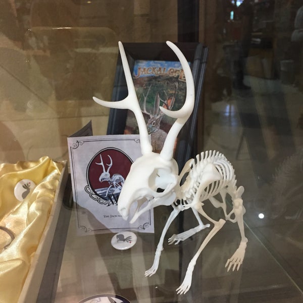 Jackalope Skeleton