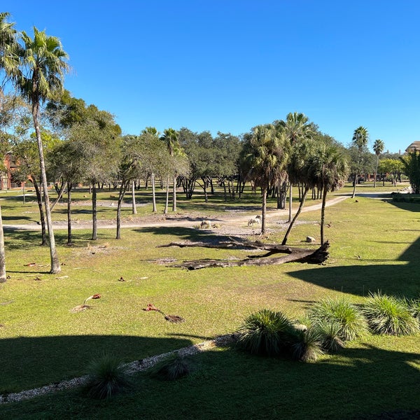 Kidani Library - Resort in Lake Buena Vista
