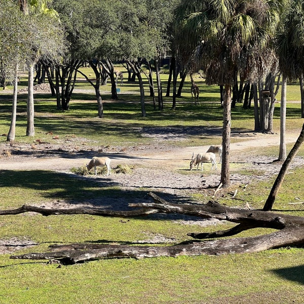 Kidani Library - Resort in Lake Buena Vista