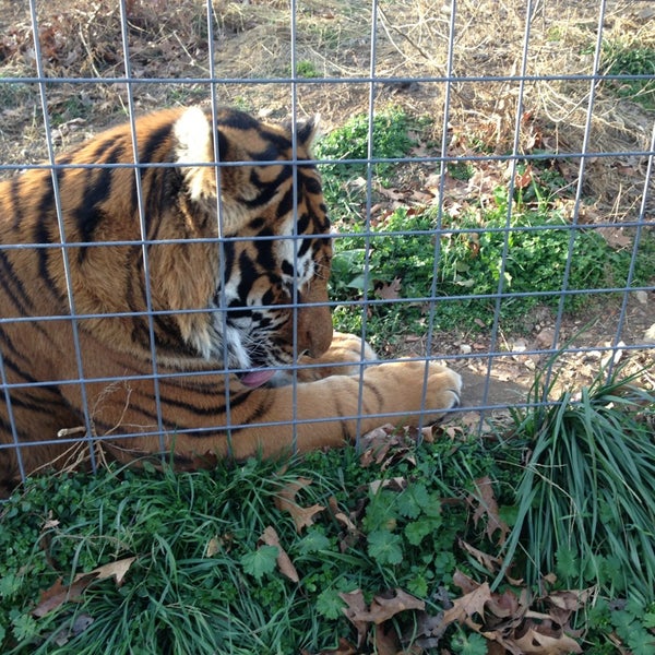 National Tiger Sanctuary - Zoo