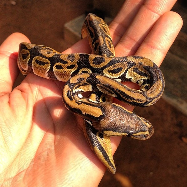 Temple des Pythons - Temple in Ouidah