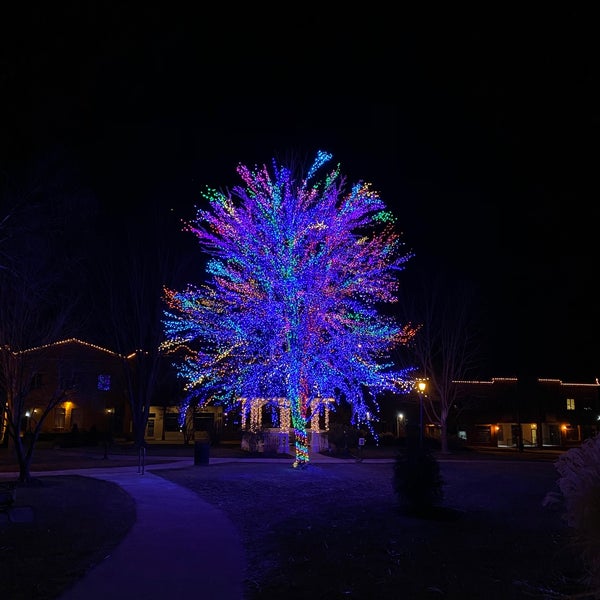 The Magic Tree - Other Great Outdoors in Village of Cherry Hill