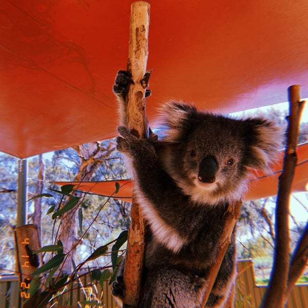 Kyabram Fauna Park - Kyabram, VIC