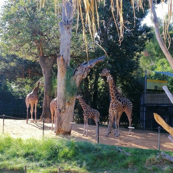 Perth Zoo - 54 tips from 2249 visitors