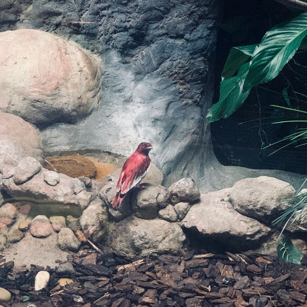 Memphis Zoo Tropical Bird House - Evergreen Historic District - 1 tip ...