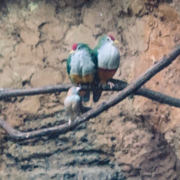 Memphis Zoo Tropical Bird House - Evergreen Historic District - 1 tip ...