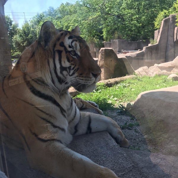 Big Cat Country - Zoo Exhibit in Zoo