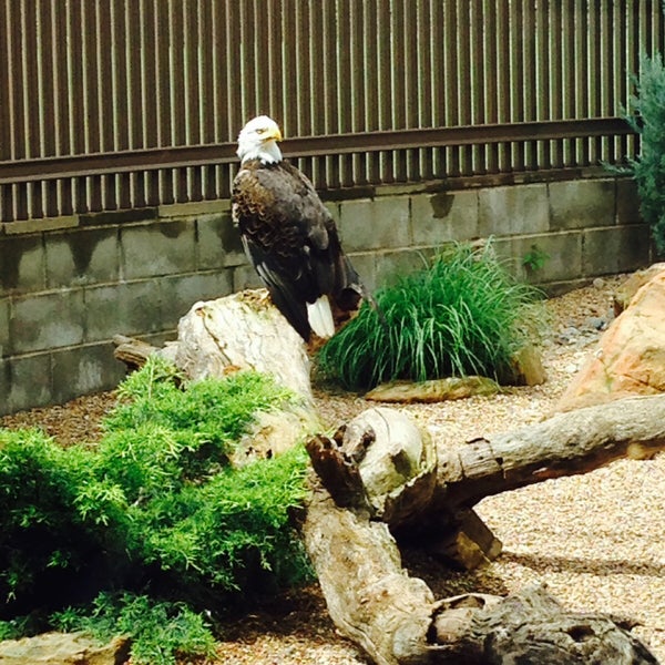 Photos at Citizen Potawatomi Nation Eagle Aviary - Shawnee, OK