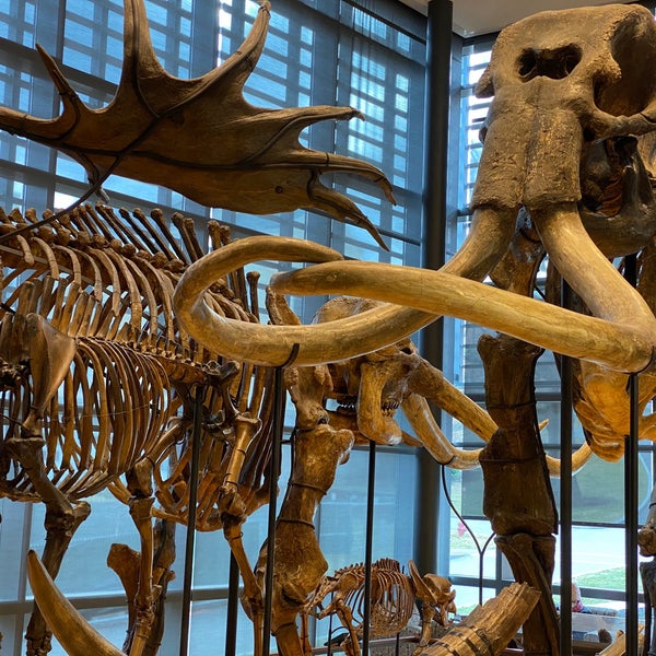 Beneski Museum of Natural History - 11 Barrett Hill Rd
