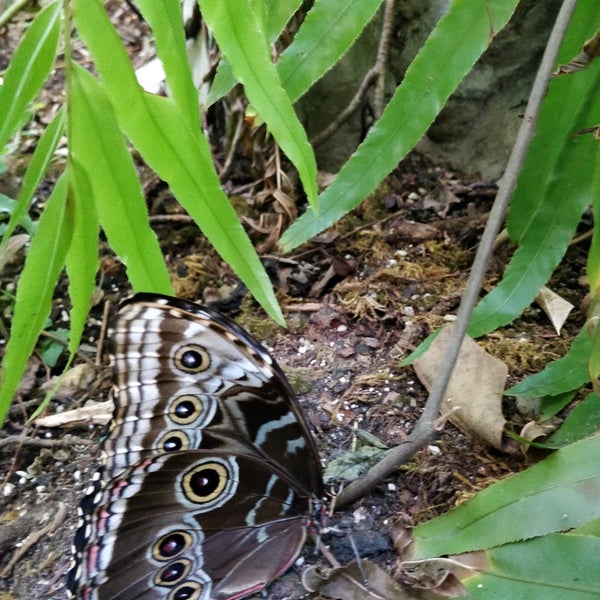 Photos at Vlindertuin - Zoo Exhibit in Antwerpen