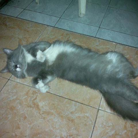 Kucing Anggora Abu Abu