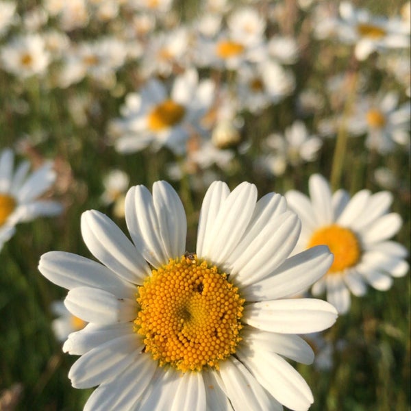 Tymon Park - Dublin, Dublin City
