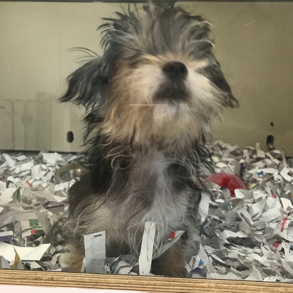 California Pets - Pet Supplies Store