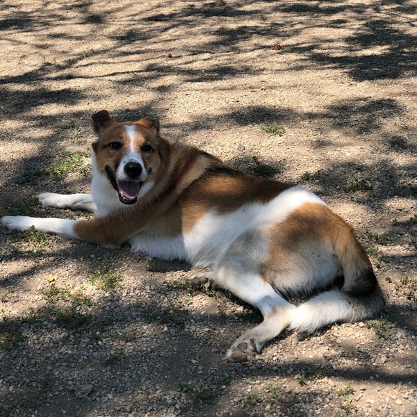 Se Permiten Perros En Grant Park Chicago