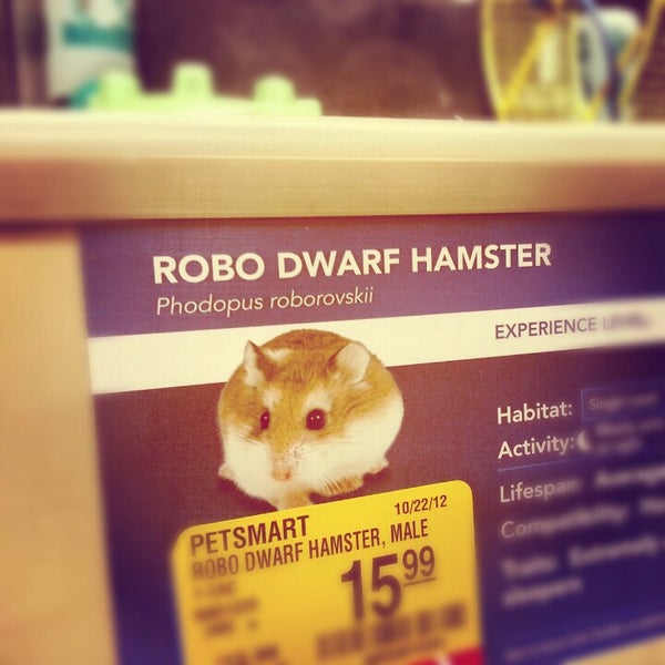 Robo Dwarf Hamster Petsmart