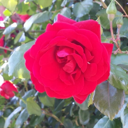 Vallerga's Market (Now Closed) - Grocery Store in Napa
