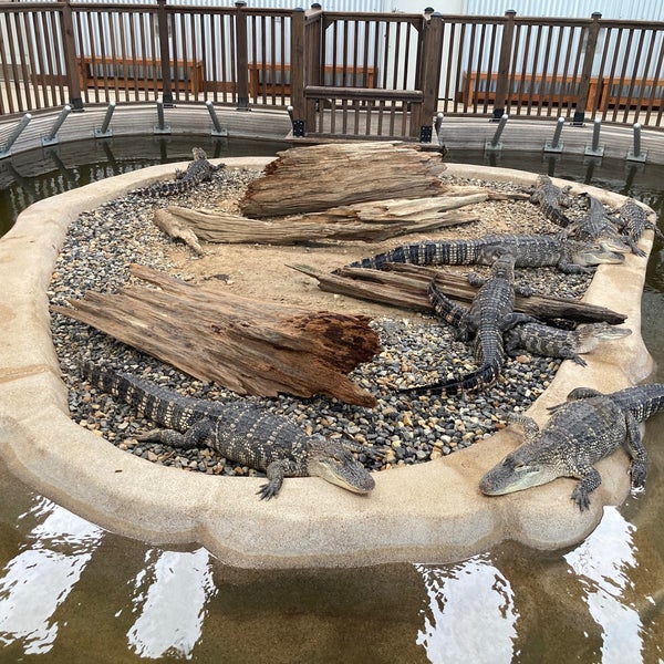 Photos at Gator Chateau - 100 Rue de Lacadie