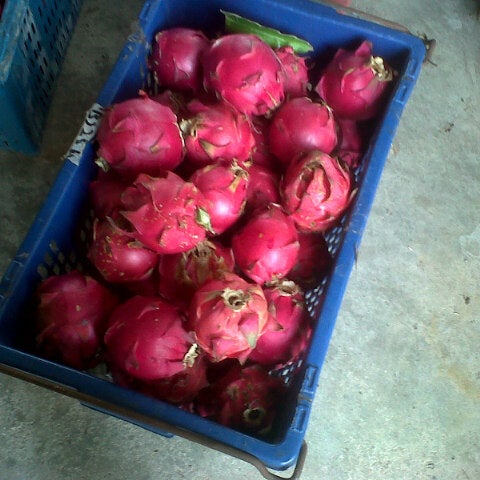 Multi Rich Pitaya Farm - Farm