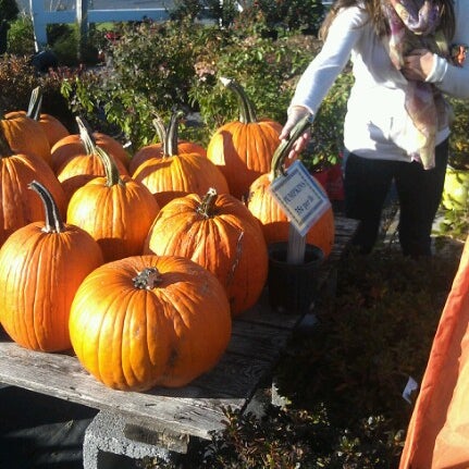 Pumpkin Land - 1 tip