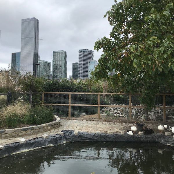 Photos at Surrey Docks City Farm - Farm in Surrey Docks