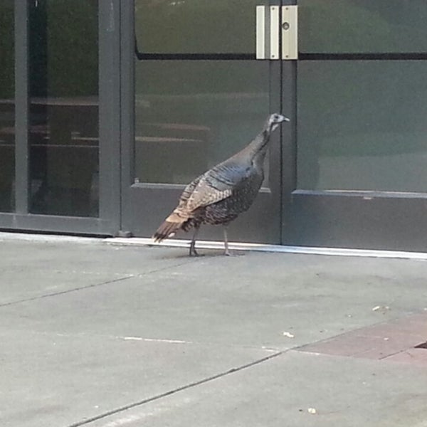 Intel Folsom FM2-FM3 Courtyard - Folsom, CA