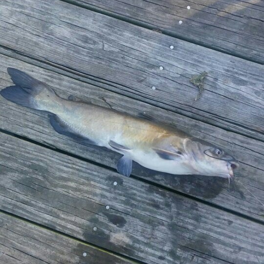 Photos at Wilson Point Park - Park