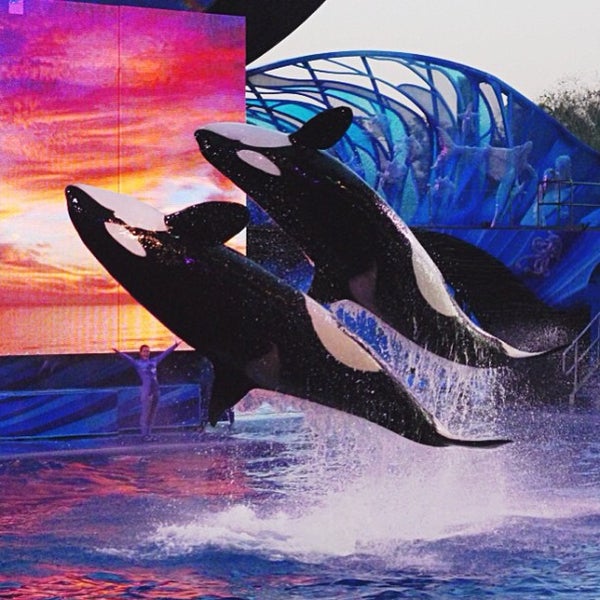 Shamu Stadium - Sea World Theme Park - SeaWorld