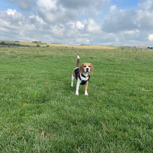 Sheepcote Valley - East Brighton - 2 tips