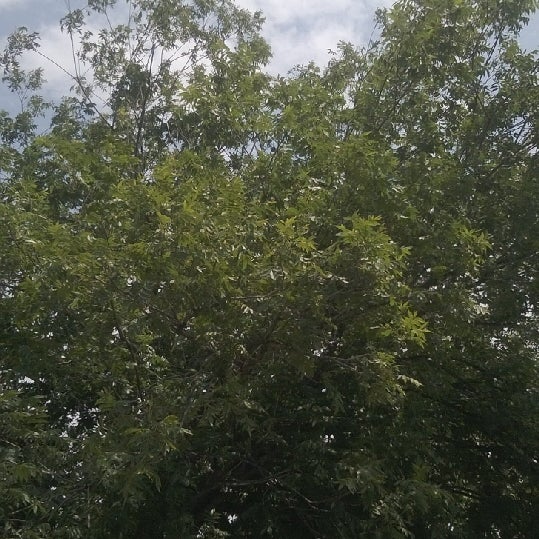 El Rayito - 6 visitors