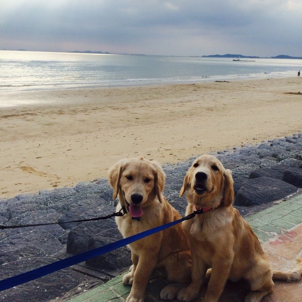 Taechon Beach Association - TBA - 1 tip from 16 visitors