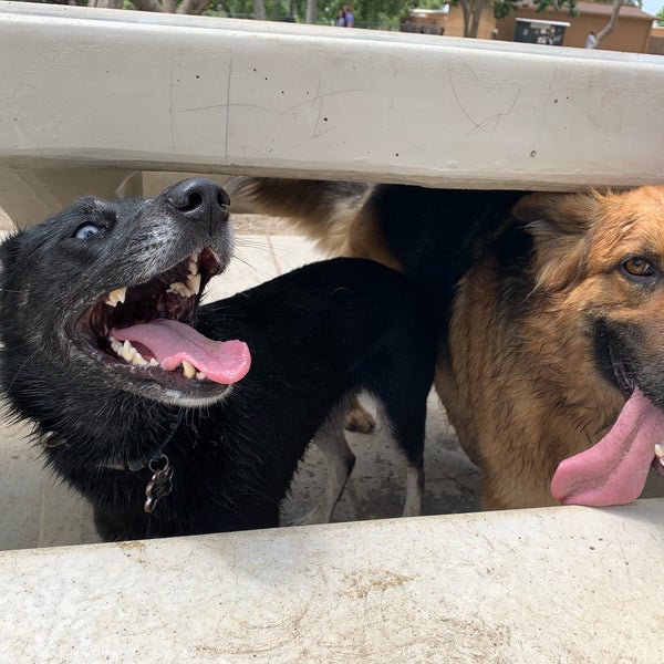 East Dog Park - Etiwanda - 7 tips