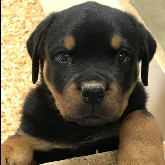 What Is A King Rottweiler