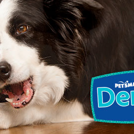 Photos at PetSmart Corporate Headquarters - Office in Phoenix