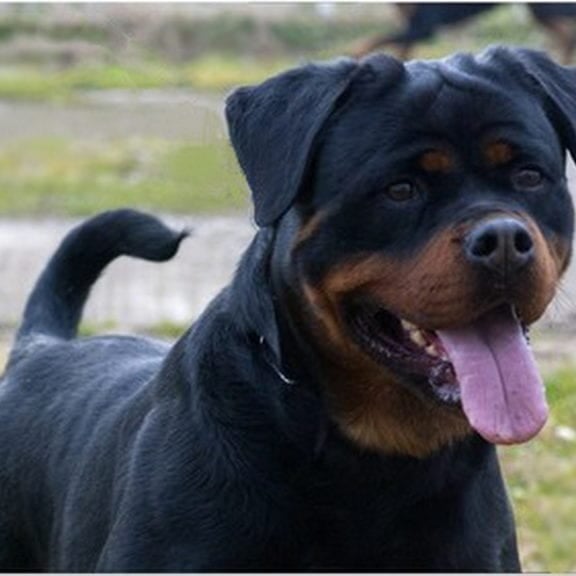 What Is A King Rottweiler