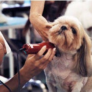 Dickson Animal Clinic - 2 tips