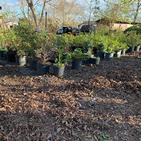 Rochelle Backyard Nursery - Rochelle, GA