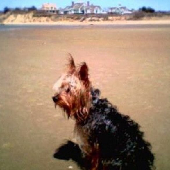 Pocomo Beach - Nantucket, MA