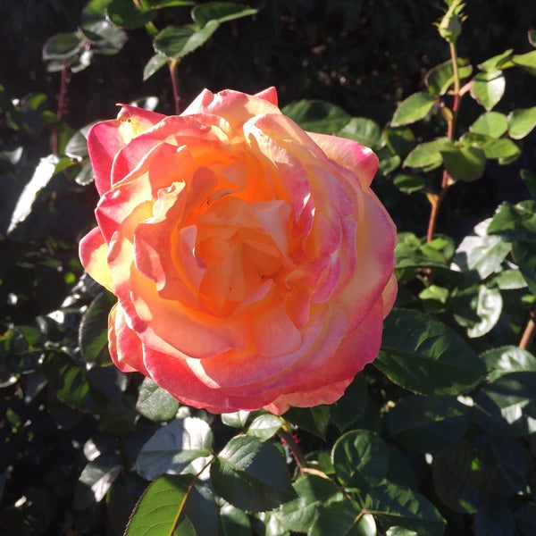 MSU Horticulture Gardens - Garden in East Lansing