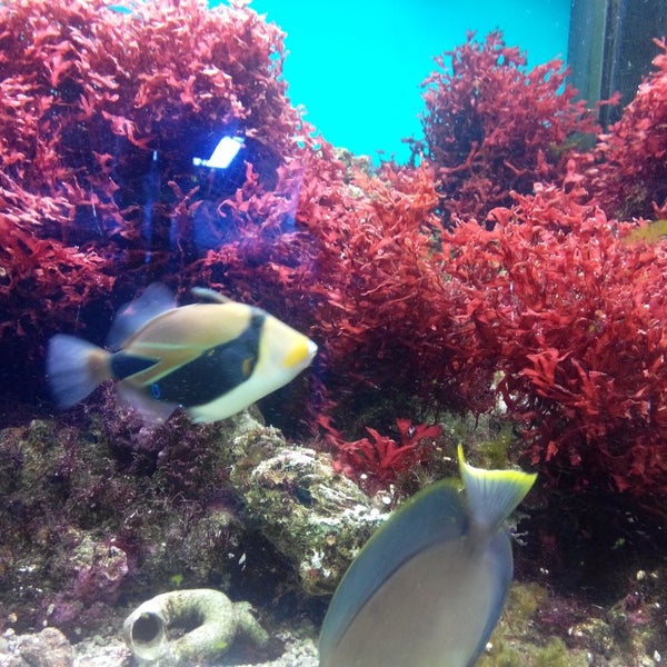 Acvariu - Str. 14 Noiembrie