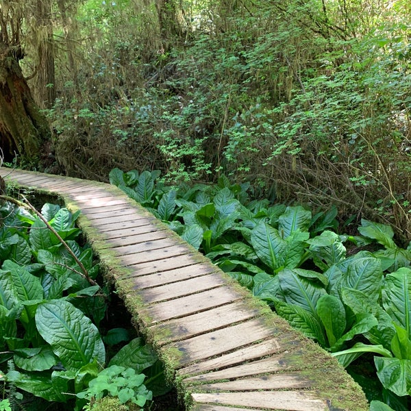 Rainforest Trail - Trail