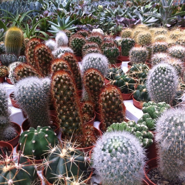 Viridea - Flower Shop in Cusago