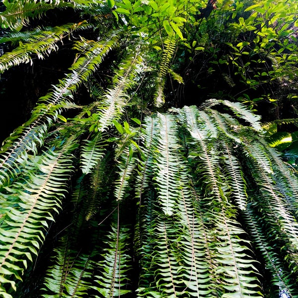 Alexandra Park Connector - Central Region - Along Alexandra Canal