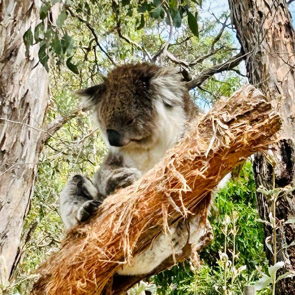 Moonlit Sanctuary Wildlife Conservation Park - 550 Tyabb-Tooradin Road