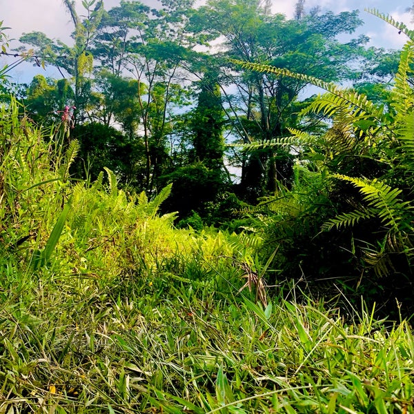 Alexandra Park Connector - Central Region - Along Alexandra Canal