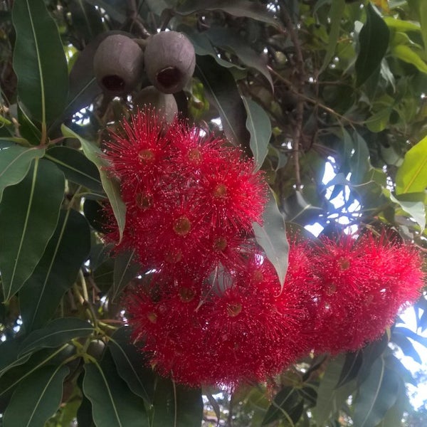 Cheltenham - Neighborhood