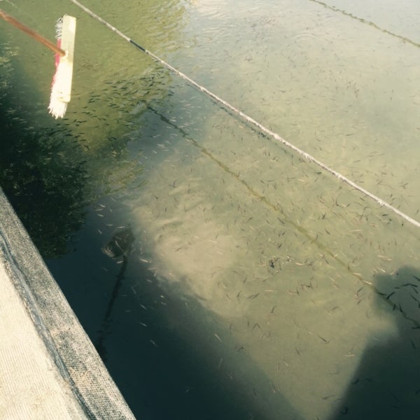 Elvanlı Mehmet Polat Alabalık yetiştirme çiftlikleri - Fishing Area