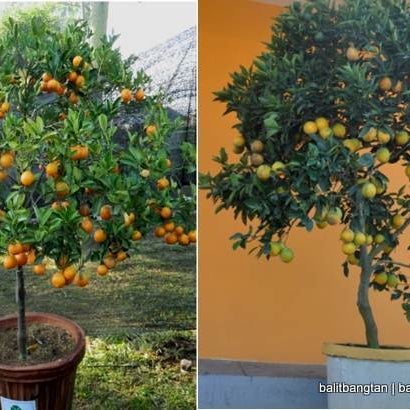 Balai Penelitian Tanaman Jeruk dan Buah Subtropika (Balitjestro ...