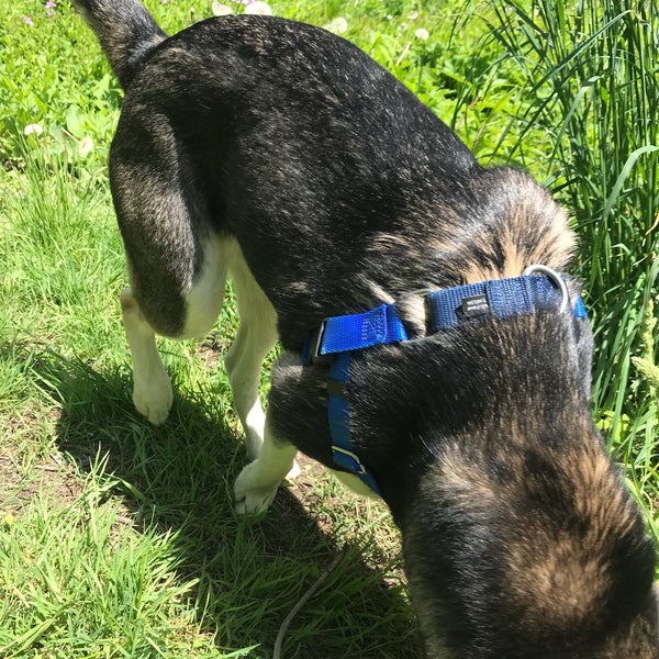Quarry Run Dog Park - Dog Park in Portland