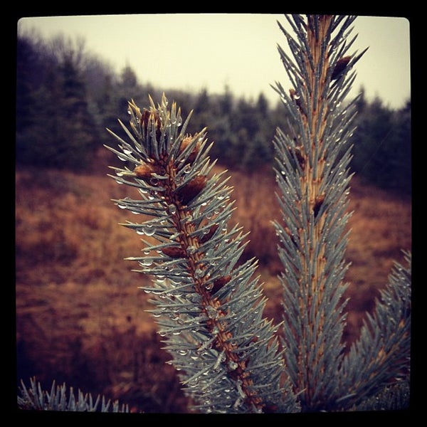 Arrowhead Tree Farm - Rockton, IL
